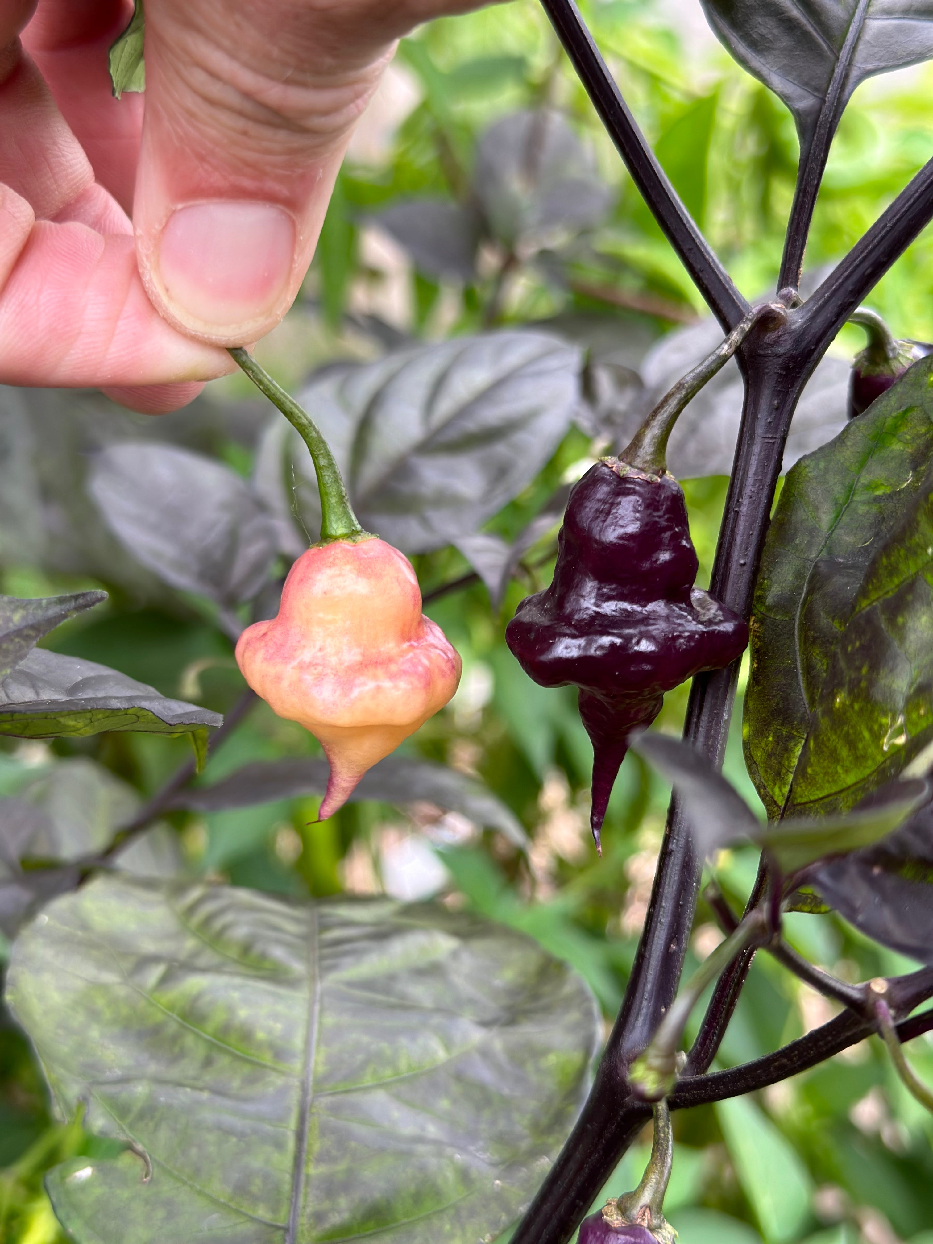 Ganzo Peach – Pepper Ranger