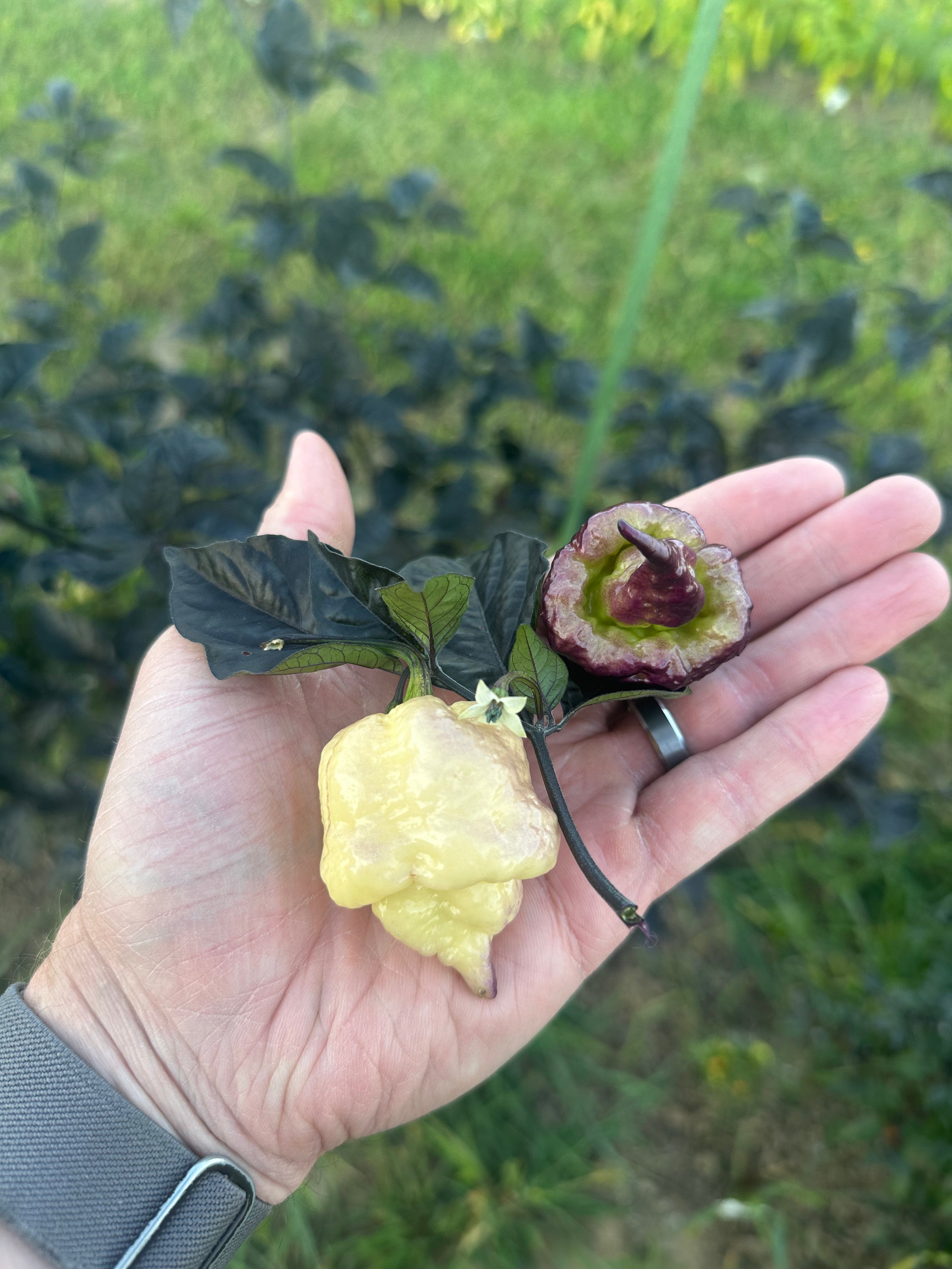 Jays Red Ghost Scorpion x Pink Tiger x Reaper (Lemon Pheno) – Pepper Ranger