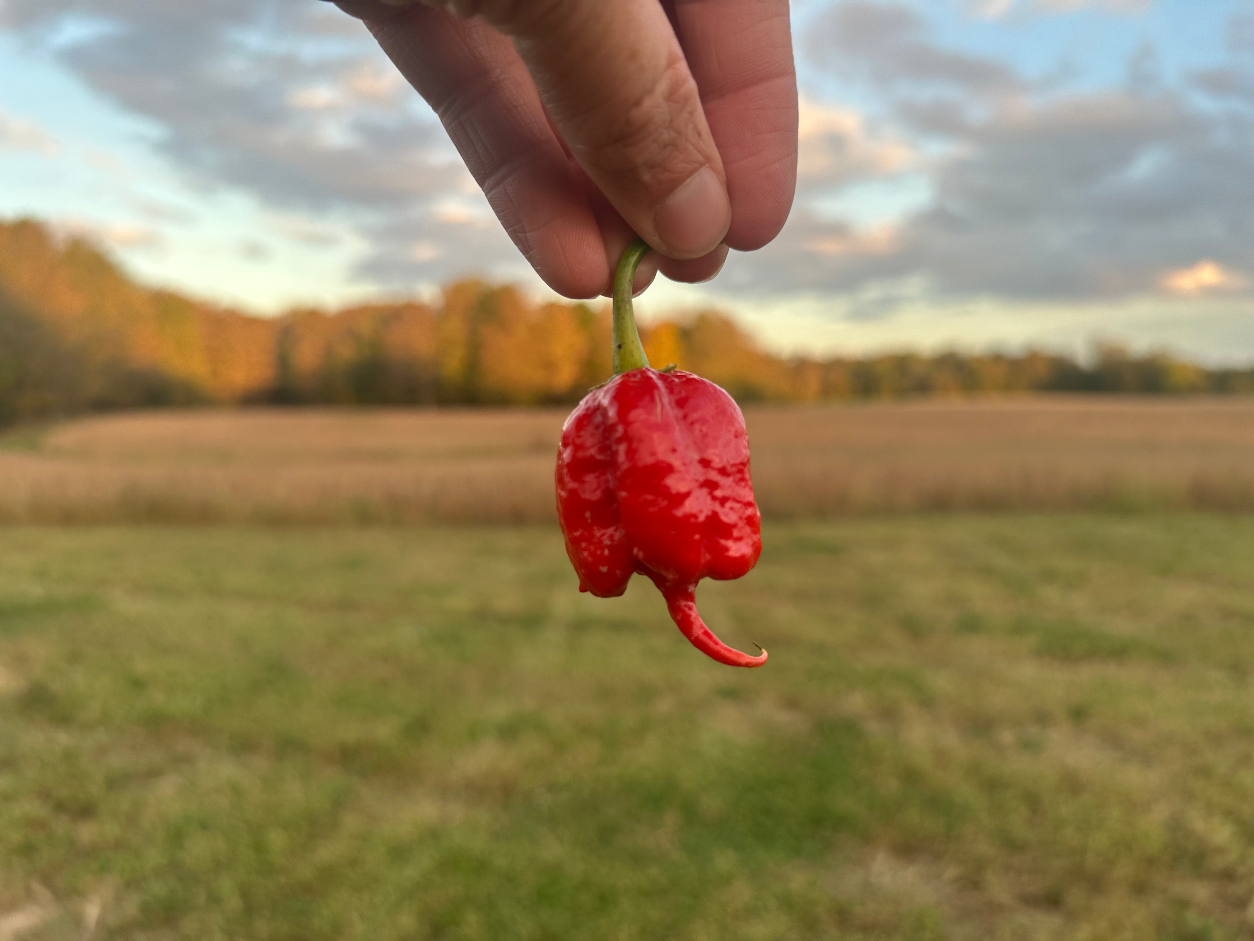 Heatless 7 Pot Primo – Pepper Ranger